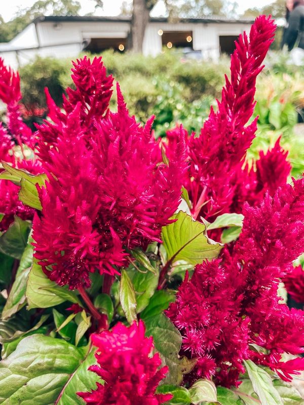 Firehouse Landscape Supply - Garden Center, Plants