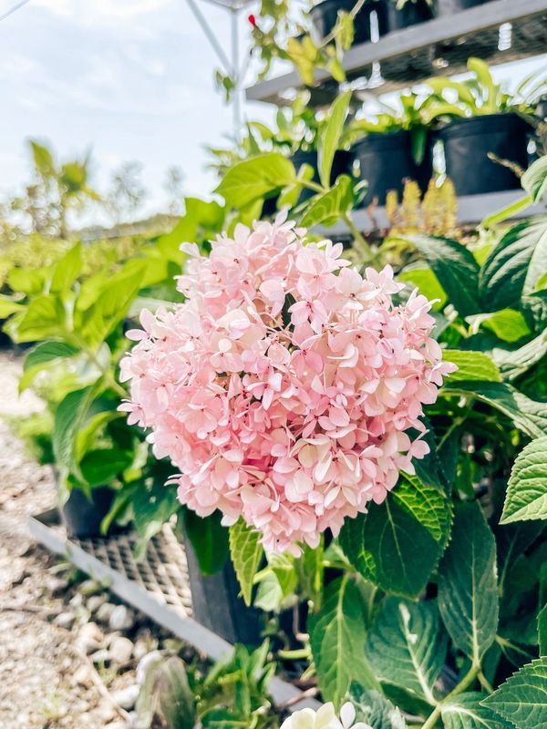 Firehouse Landscape Supply - Garden Center, Plants