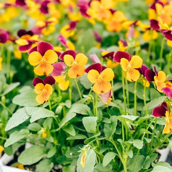 Firehouse Landscape Supply - Garden Center, Plants