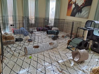 Boarding Setup | I'm Your Bunny Boutique Boarding