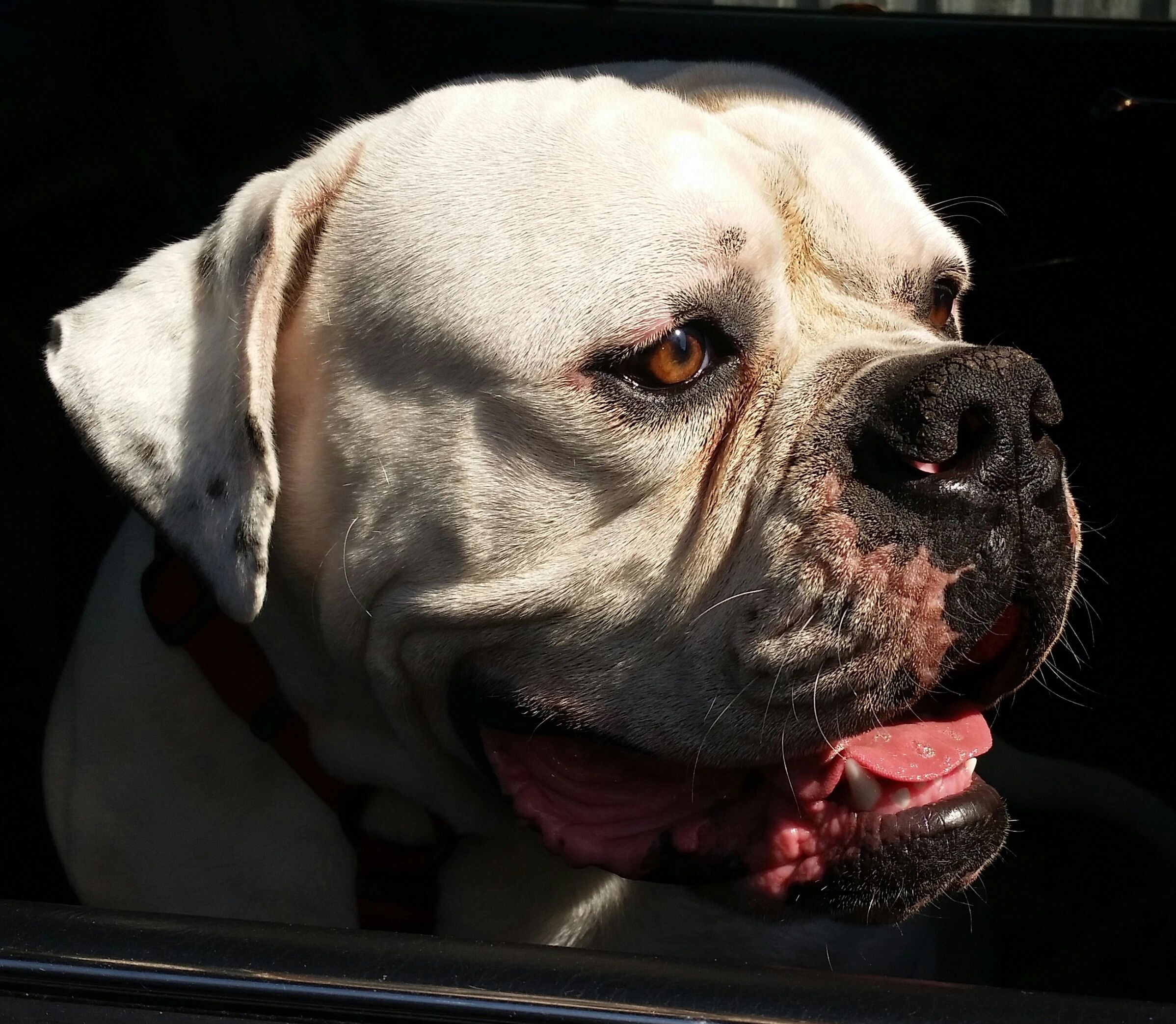 Johnsons Kennel Florida