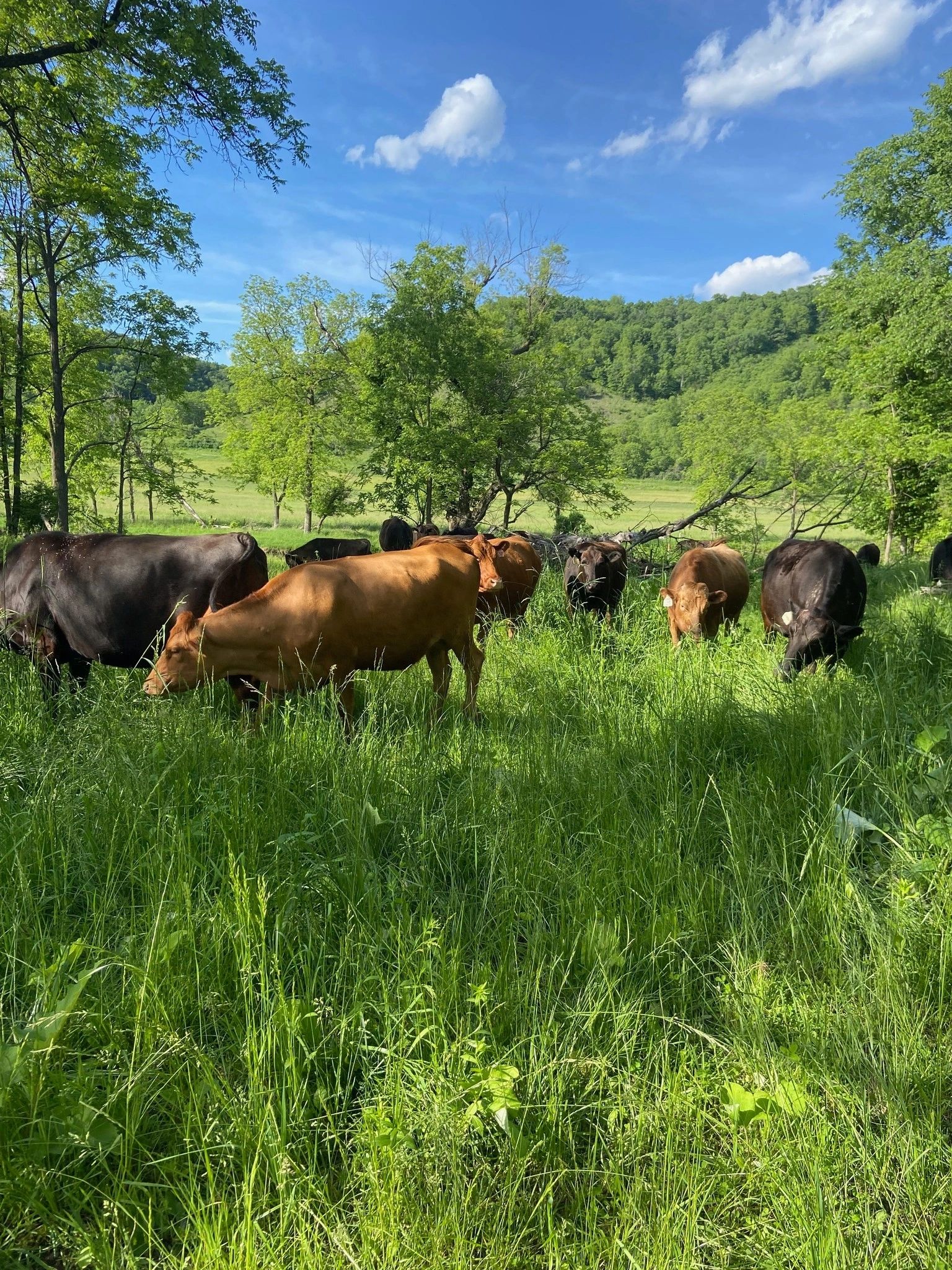 Premium Full Blood Wagyu Beef | VenterKnoll Farms