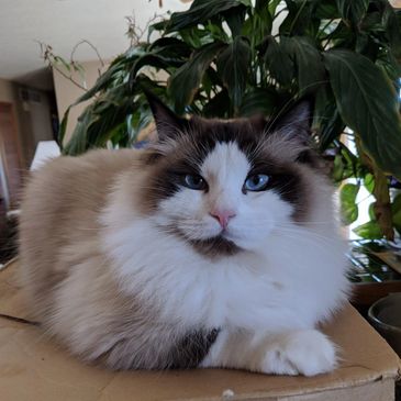 Macushla Ragdolls - Home