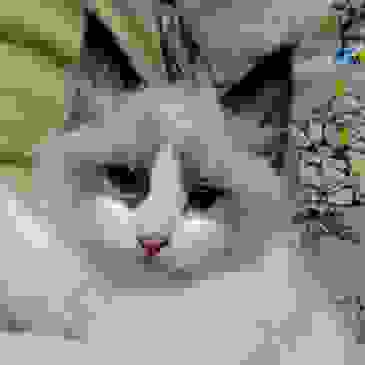 Macushla Ragdolls - Home