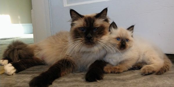 Macushla Ragdolls - Ragdoll Kittens, Ragdoll Breeder | Macushla Ragdolls