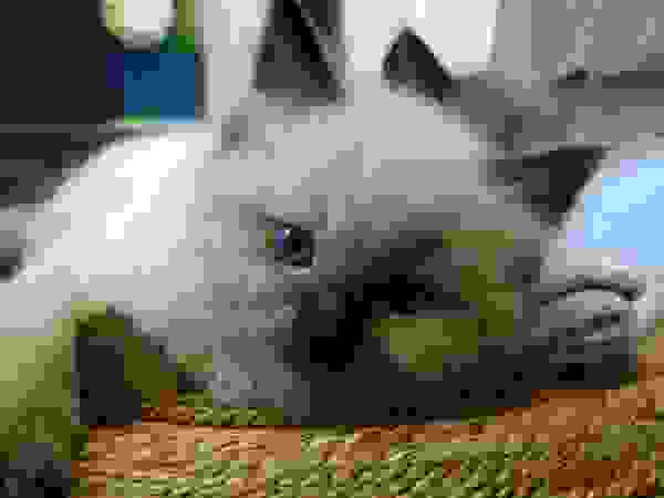 Macushla Ragdolls - Kitten Adoptions, Ragdoll Kittens | Macushla Ragdolls