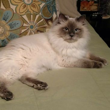 Macushla Ragdolls - Home