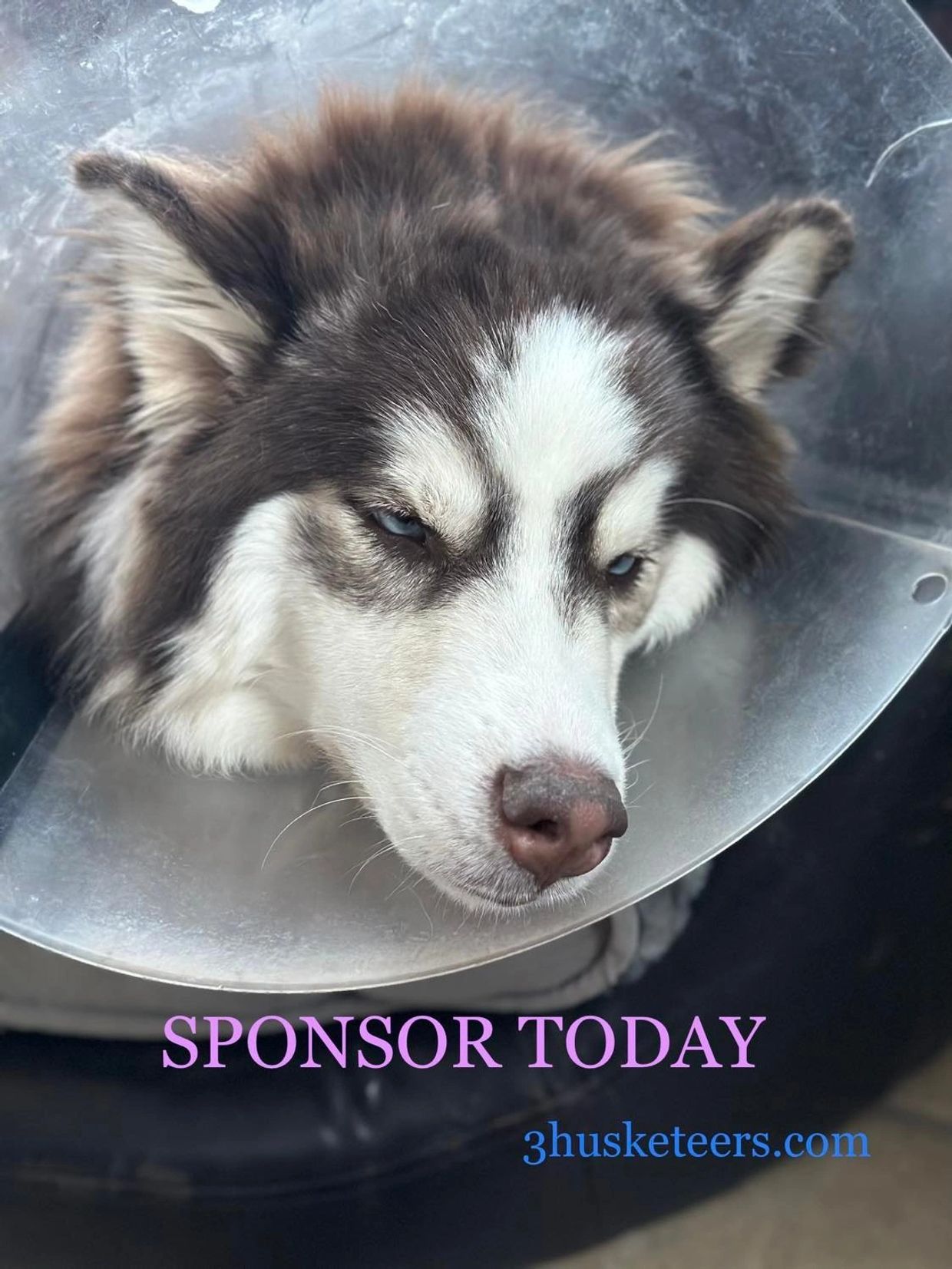 3 Husketeers Rescue - Husky Rescue - Emmaus, Pennsylvania