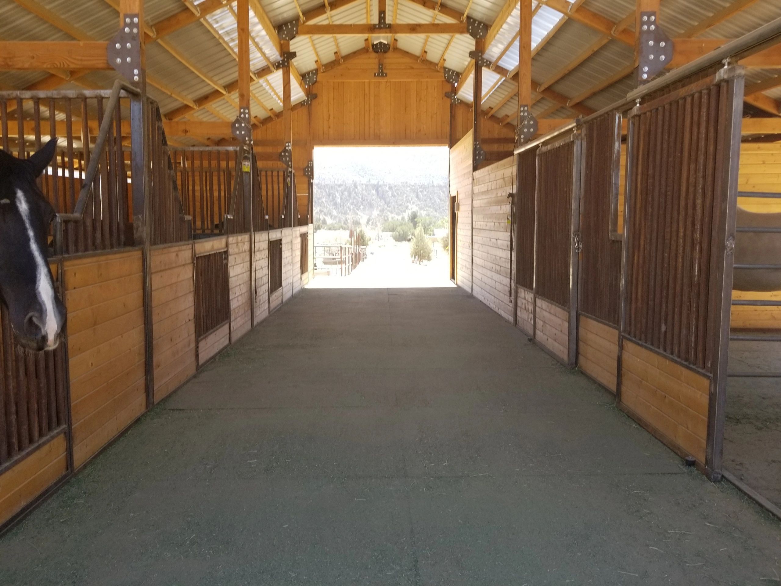 Hidden Creek Ranch - Tennessee Walking Horses, Gaited Horses