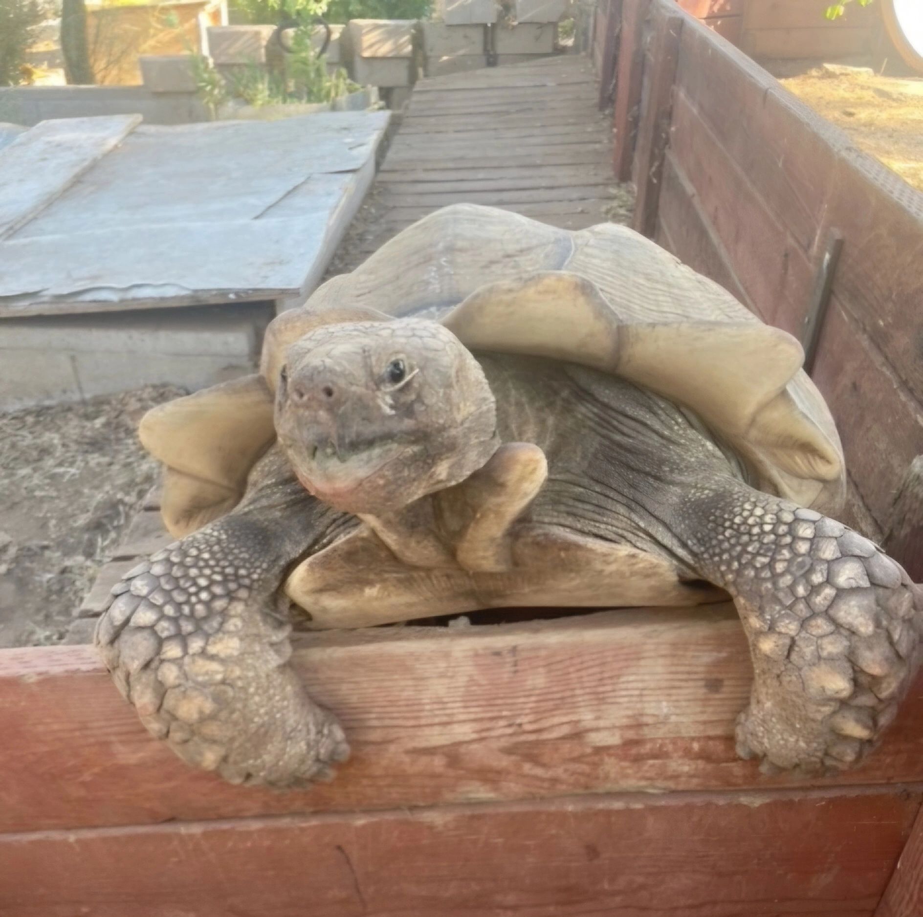 Sulcata Tortoise Care Sheet