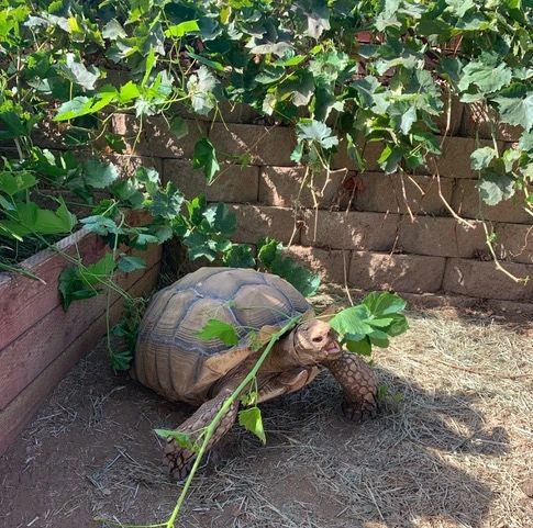 Sulcata Rescue Ranch - Serving San Diego and Surrounding Areas