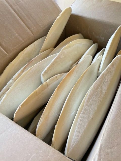 Single XL Cuttlebones (Pick Up Only)