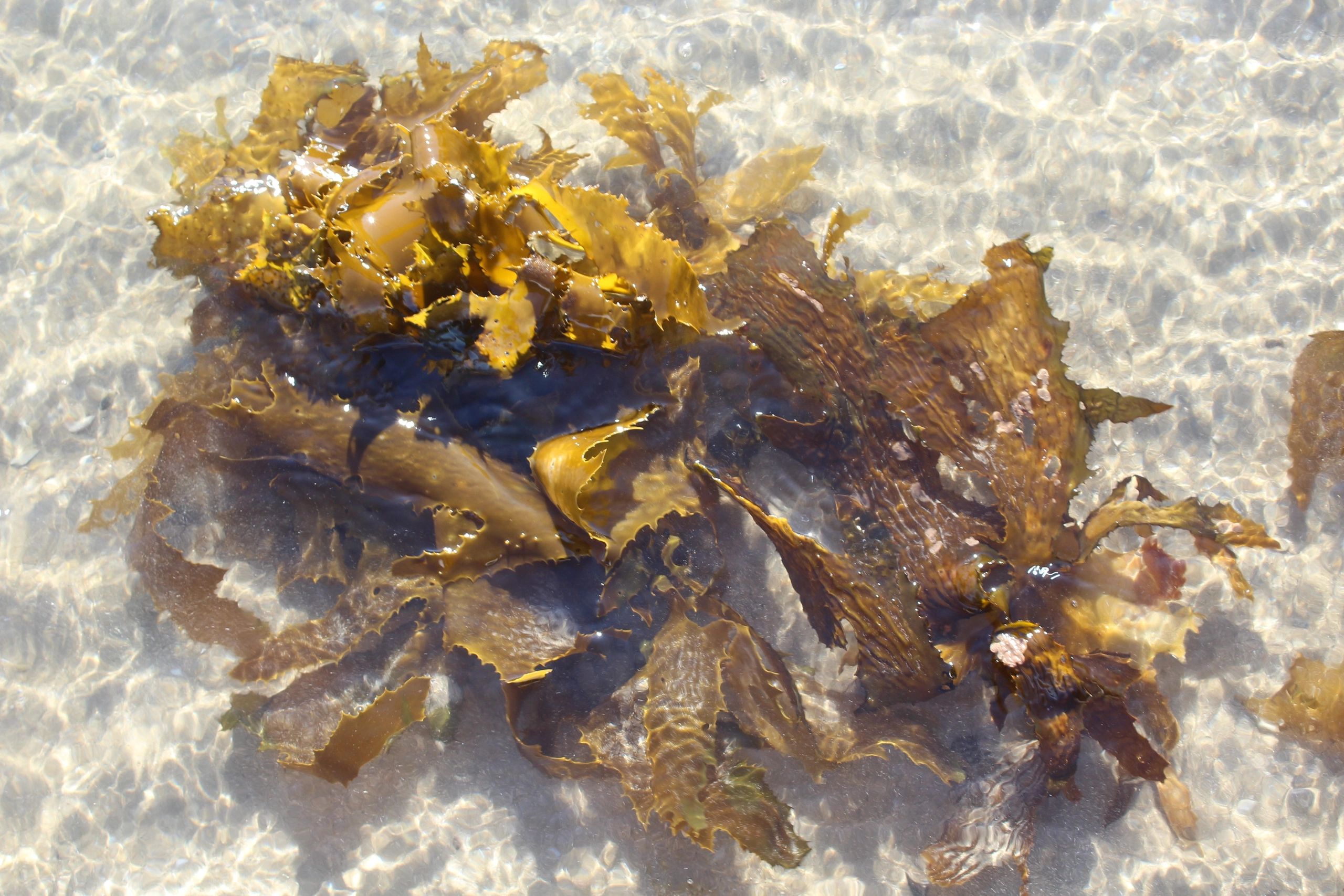Can Farming Seaweed Mitigate Climate Change