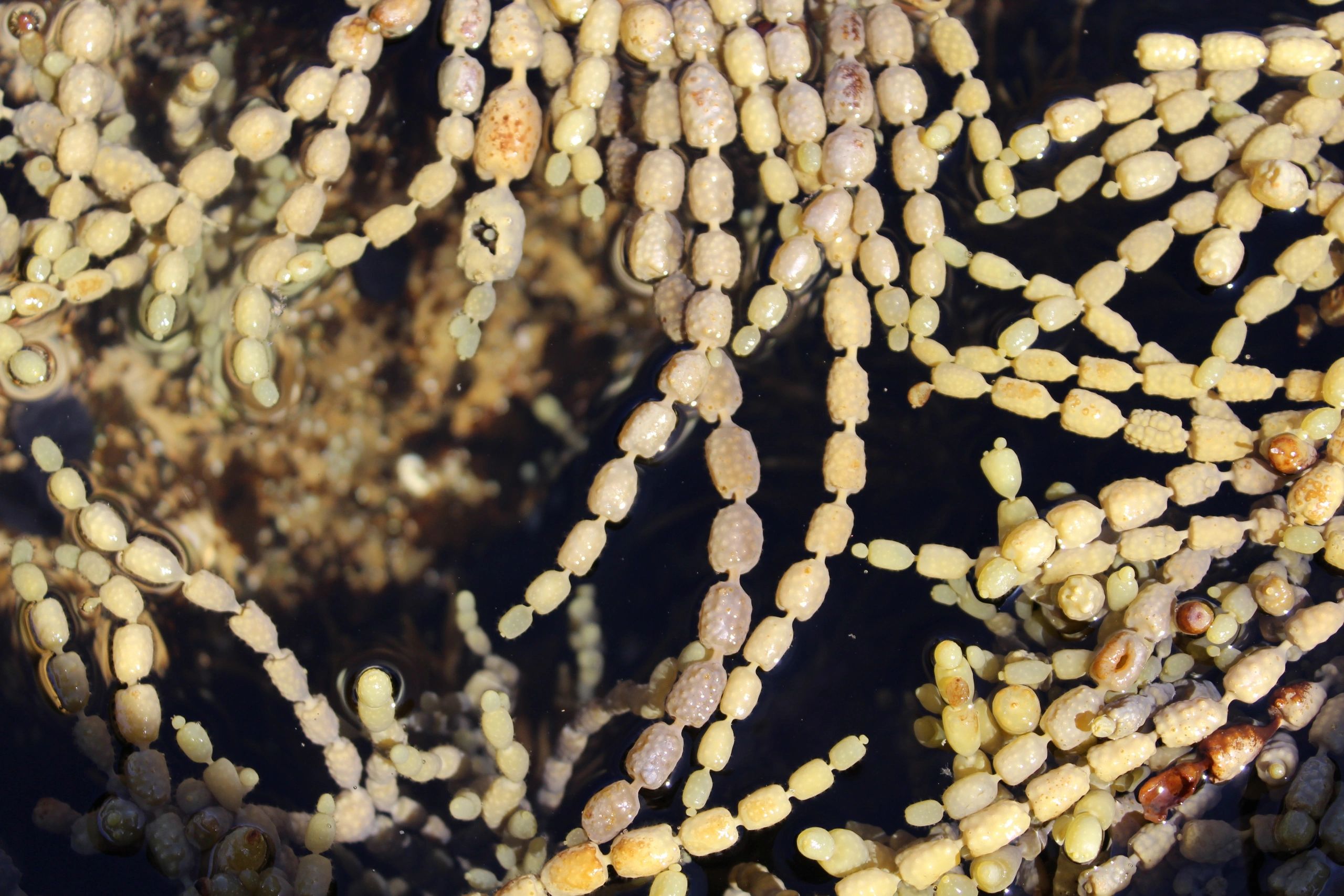 Customary Significance of Seaweed to Indigenous Australian People