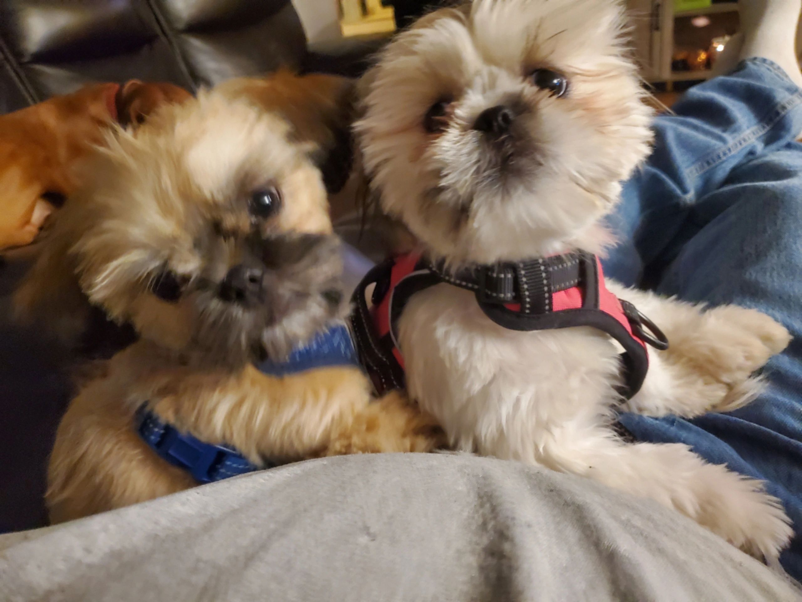 Meet available puppies