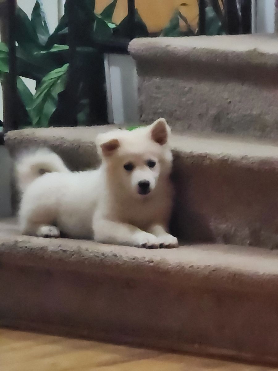 male puppy / reserve