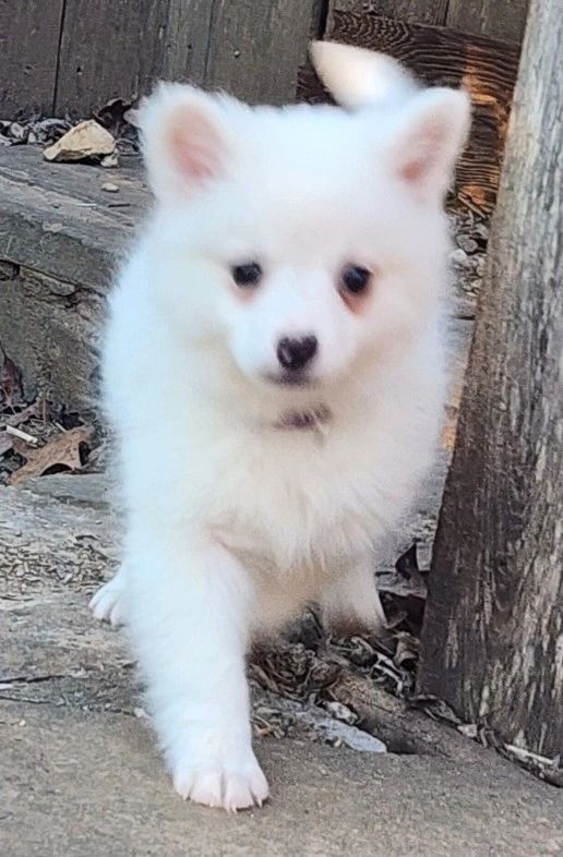 male puppy / reserve