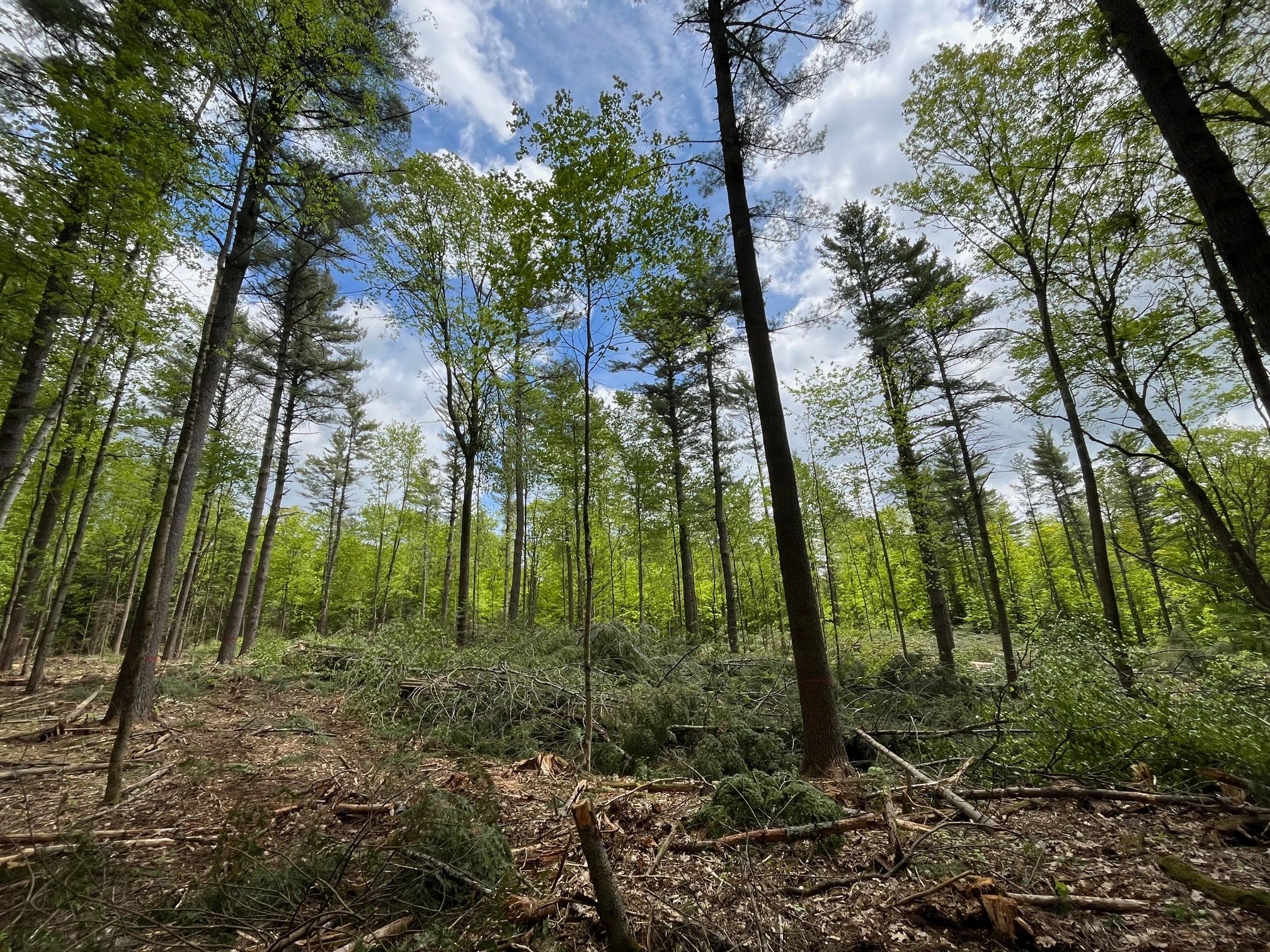 Gallery | Tree and Trail Forestry