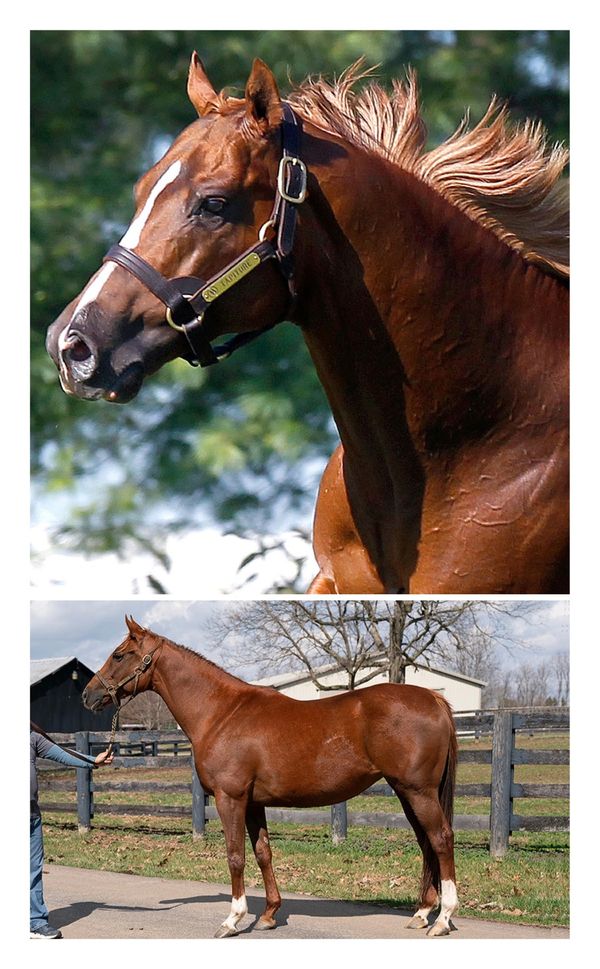 Forever Young Racing - online