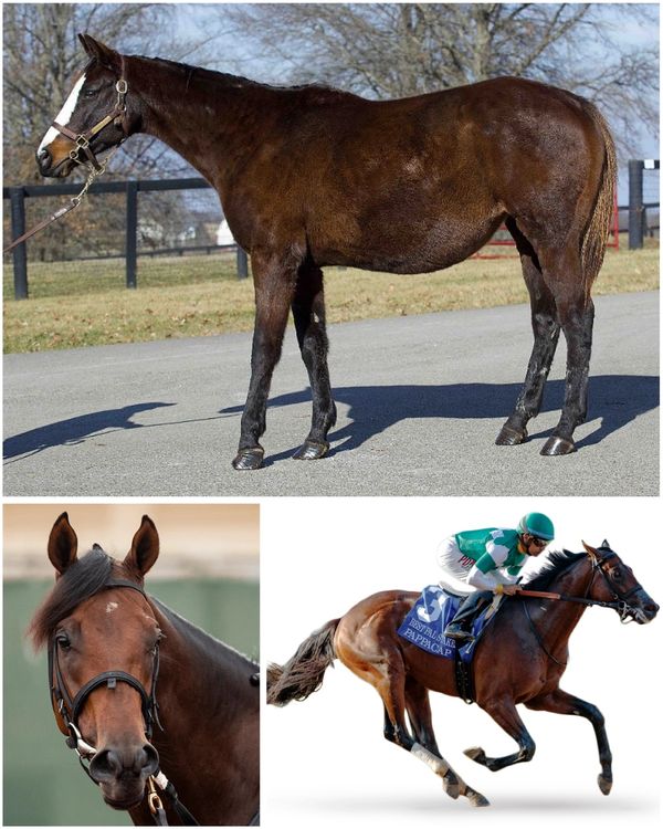 Forever Young Racing - online