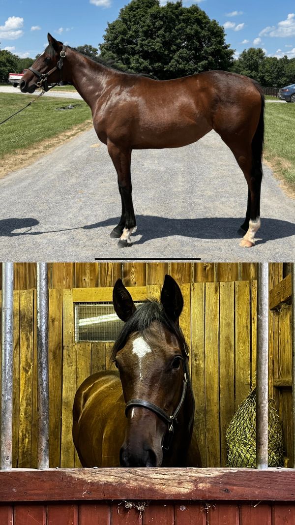 Forever Young Racing - online