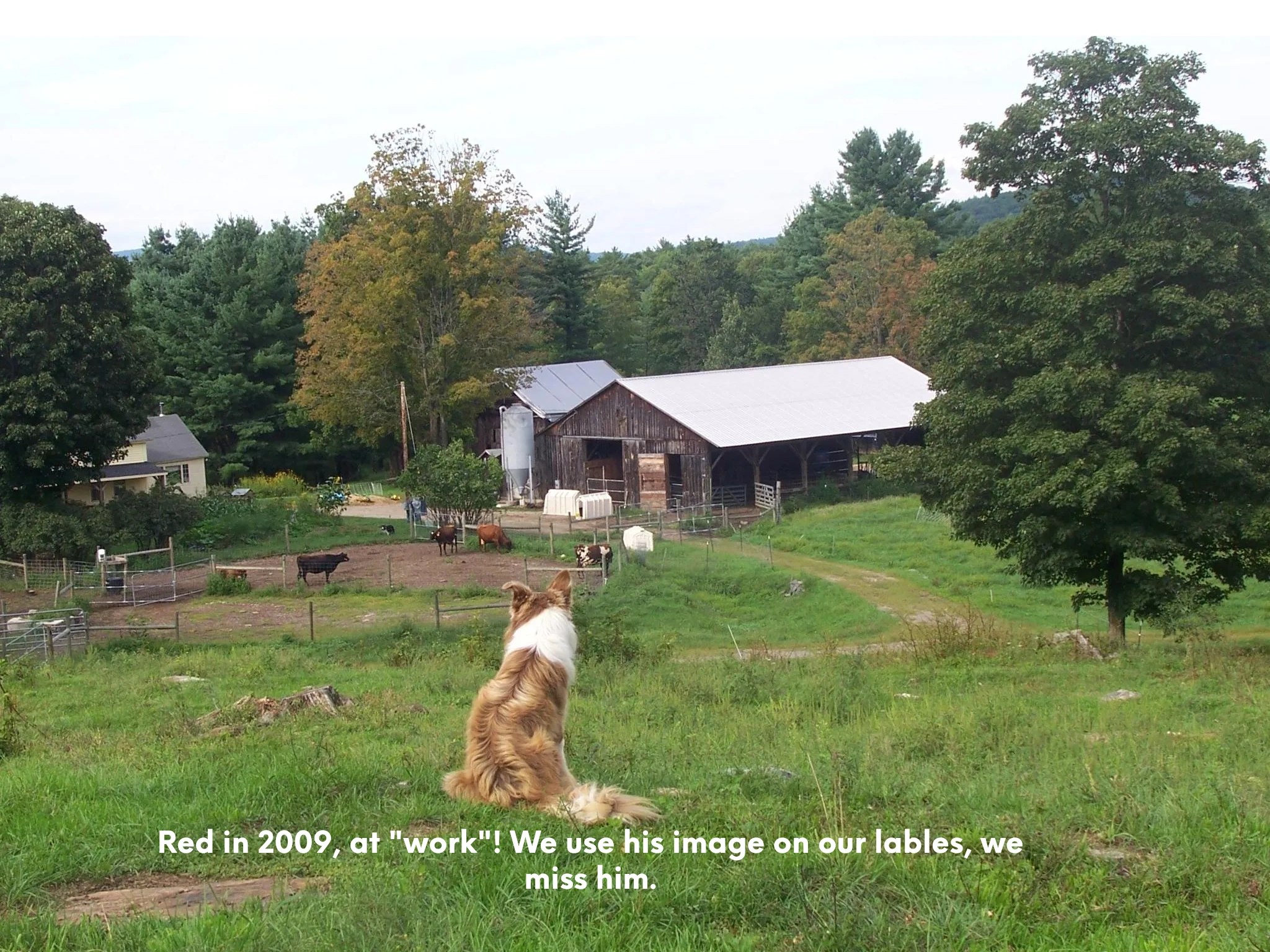 Brookfield Farm