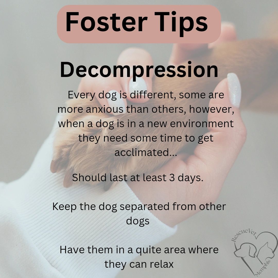 Foster Dog Decompression