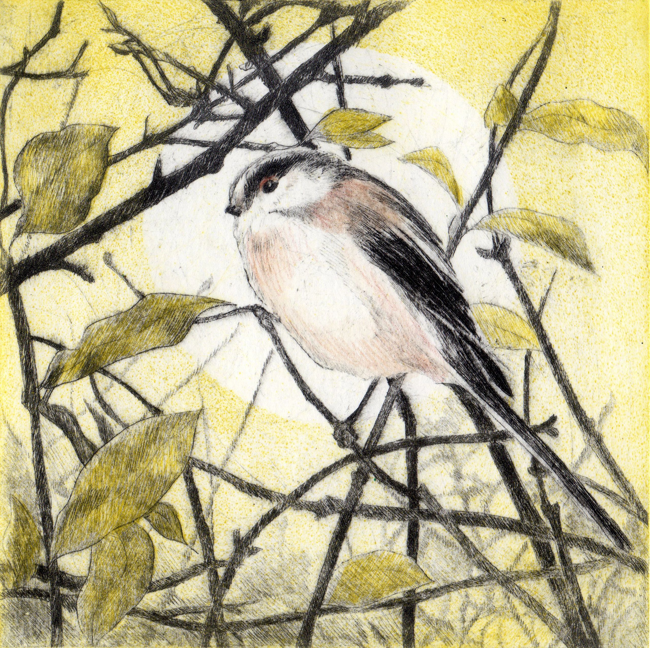 Sarah Bays - Artist, Printmaker