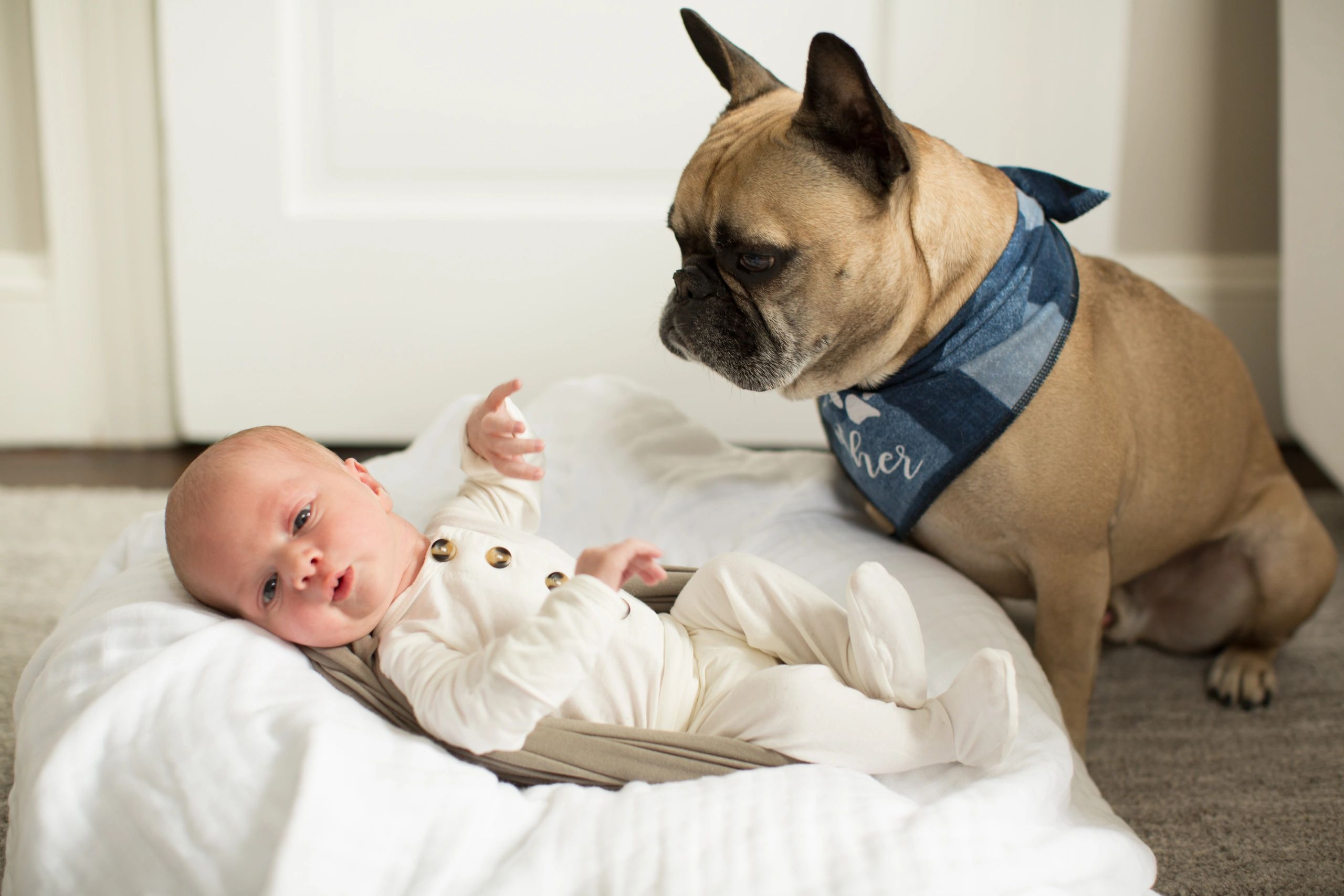 A Cozy Kennel - French Bulldog Puppies, Frenchies for Sale