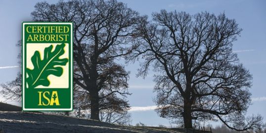 Canopy Tree Care - Tree Care, Tree Removal