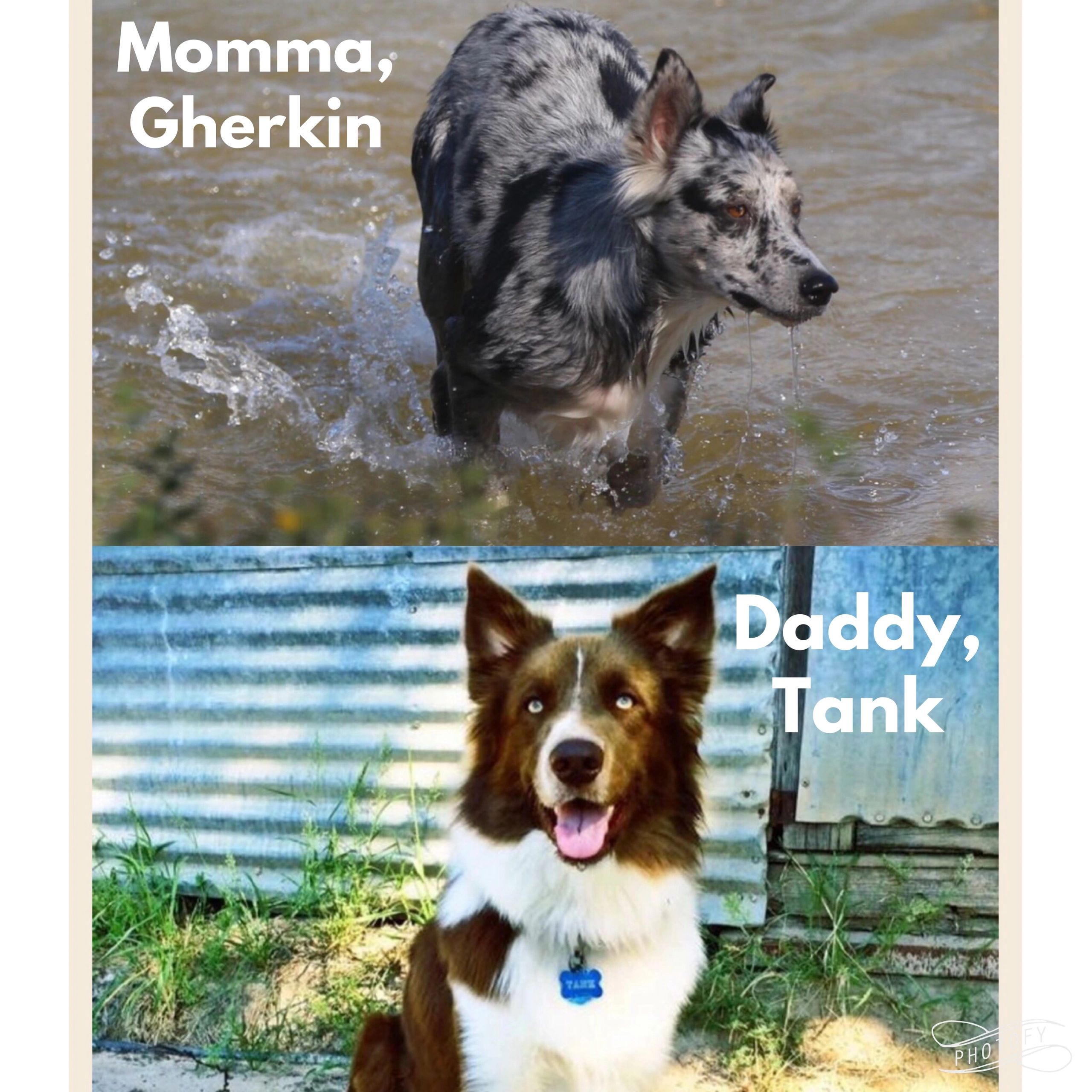 How Do You Tame A Border Collie