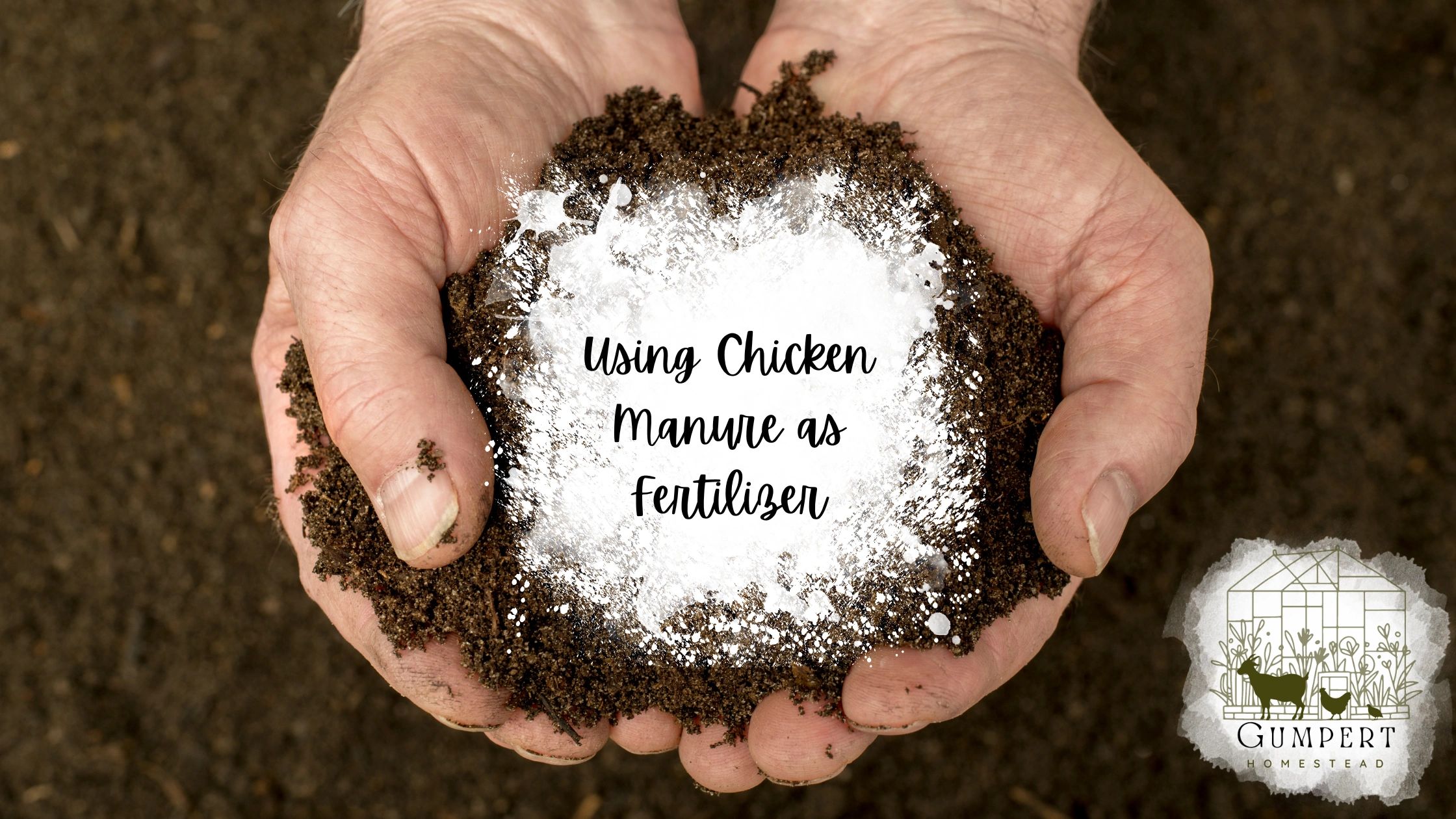 Using Chicken Manure as Fertilizer: Composting Tips