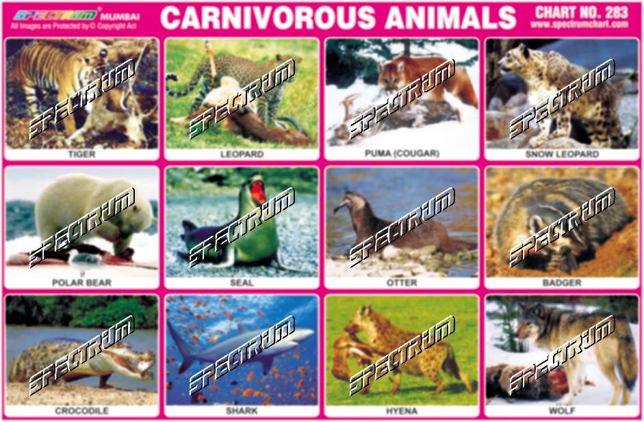 Carnivorous Animals Chart
