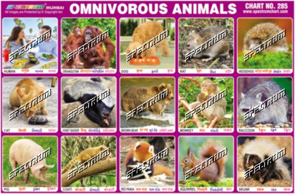 Carnivorous Animals Chart