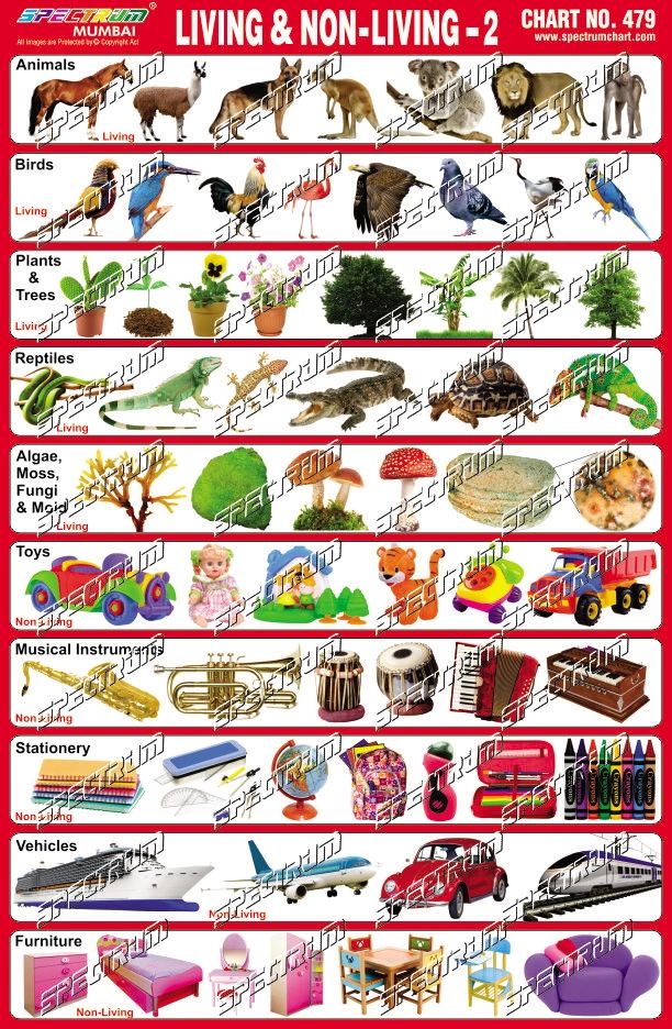 Living Things And Non Living Things Chart Cheapest Buying | pinnaxis.com