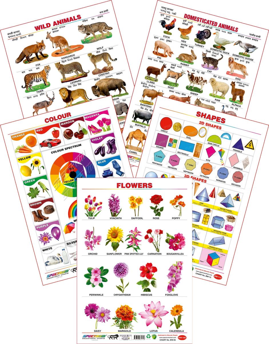 Spectrum Educational Wall Charts (Set of 5) : (Wild Animals, Domestic ...