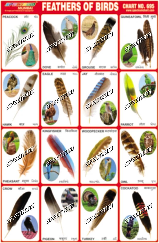 Types Of Bird Feathers Chart