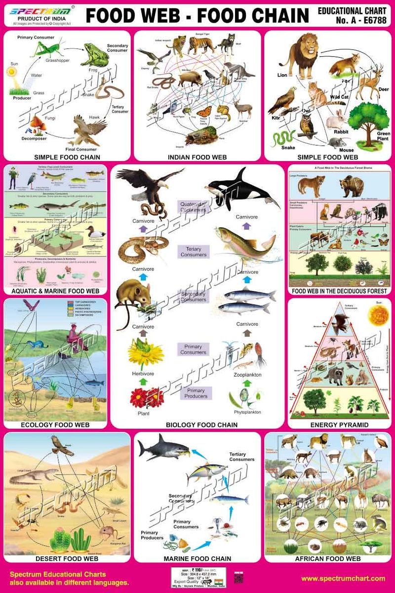 Chart Food Web - Food Chain