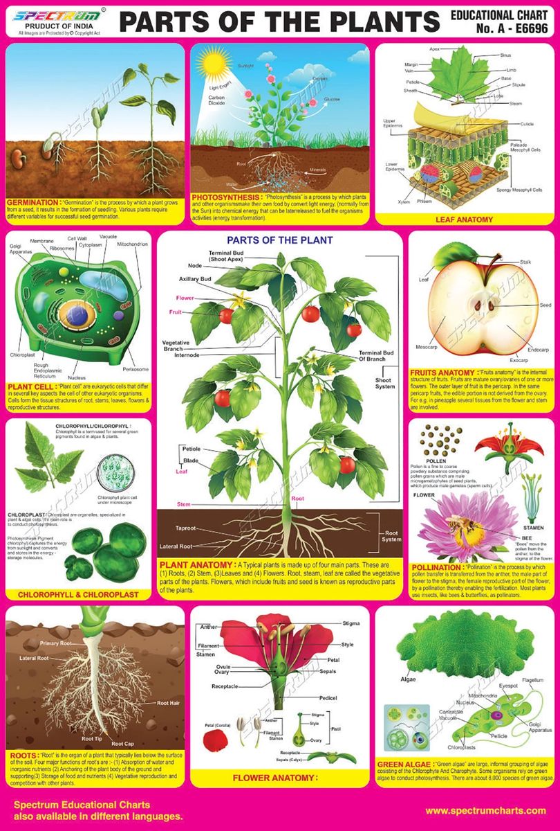 Chart Parts of the Plants