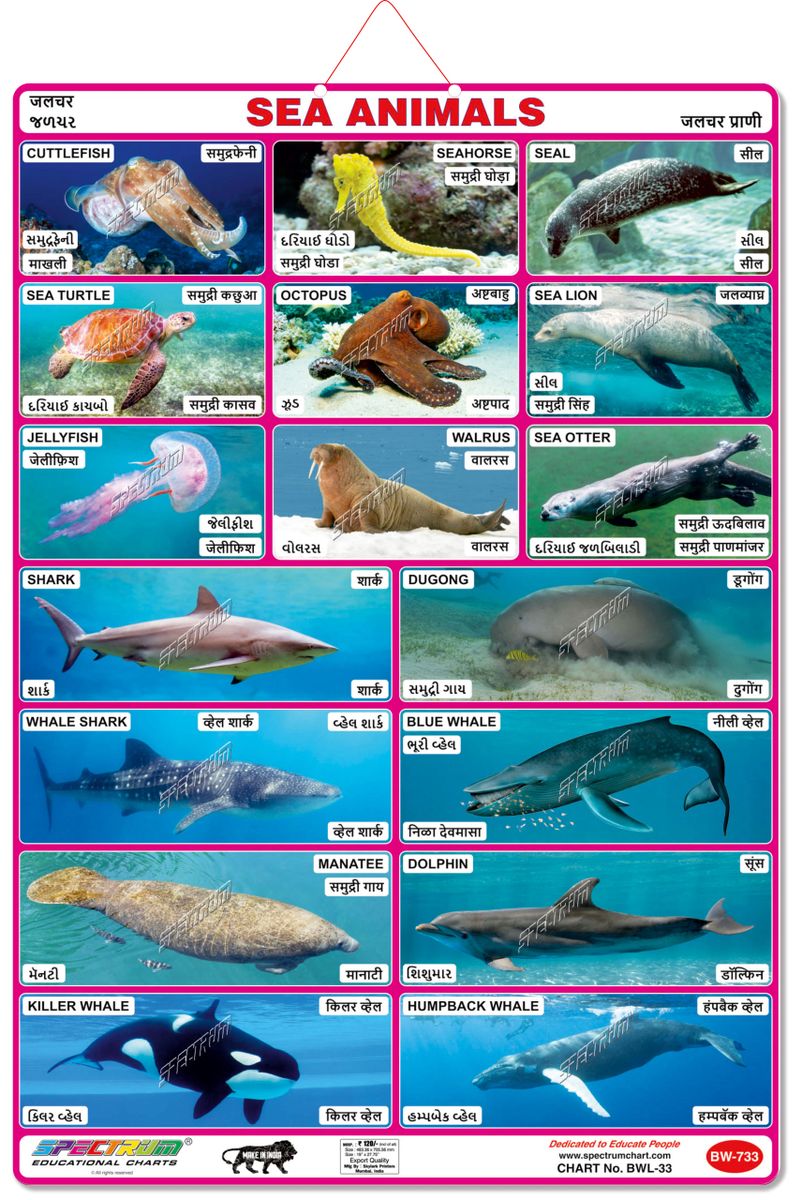 Chart Sea Animals (4 Languages)