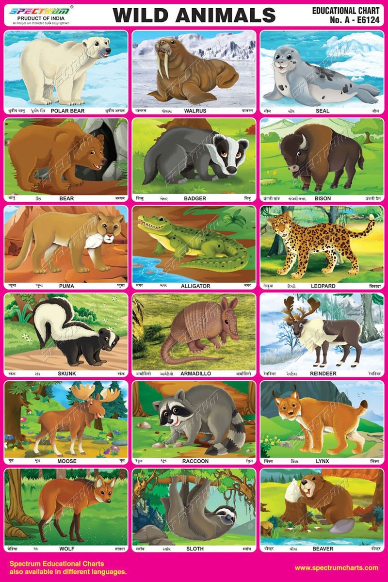 Chart Wild Animals