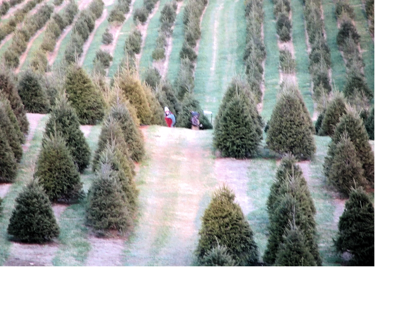 Martin's Tree Farm