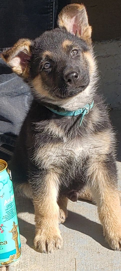 CR Retrievers - Dog Training, Gundog, Retrieve, Obedience, Canine, K-9 ...