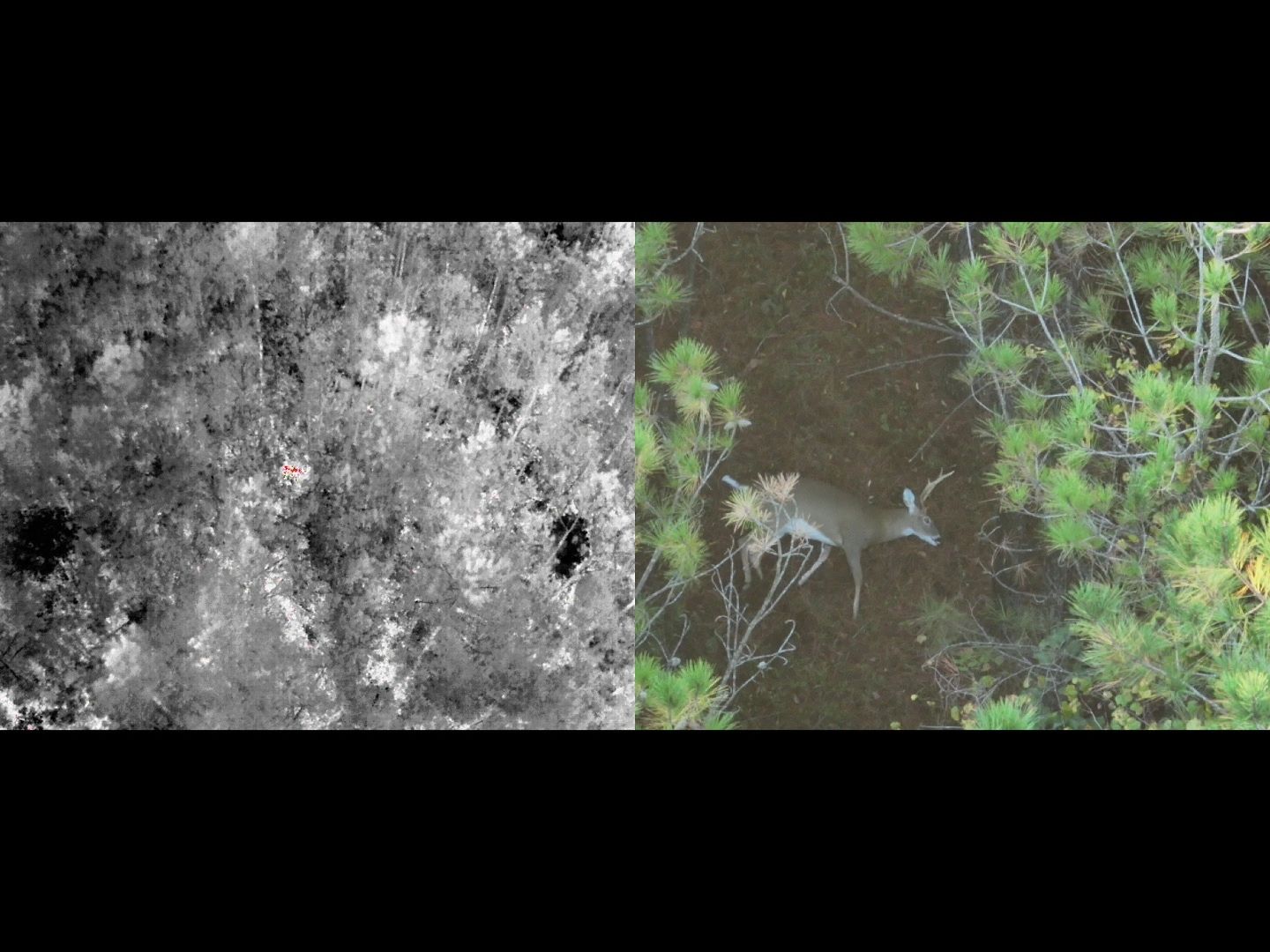Thermal Drone Deer Tracking - Georgia Deer Tracking
