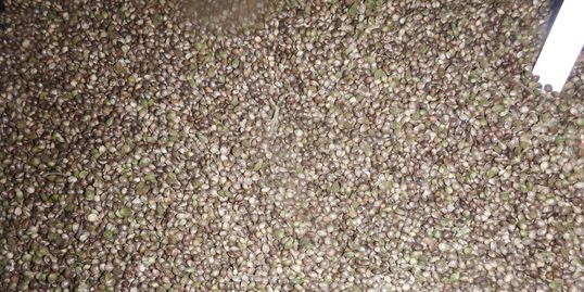 Fibonacci Seed - Hemp Seed, Hemp Seed, Organic Hemp Seed