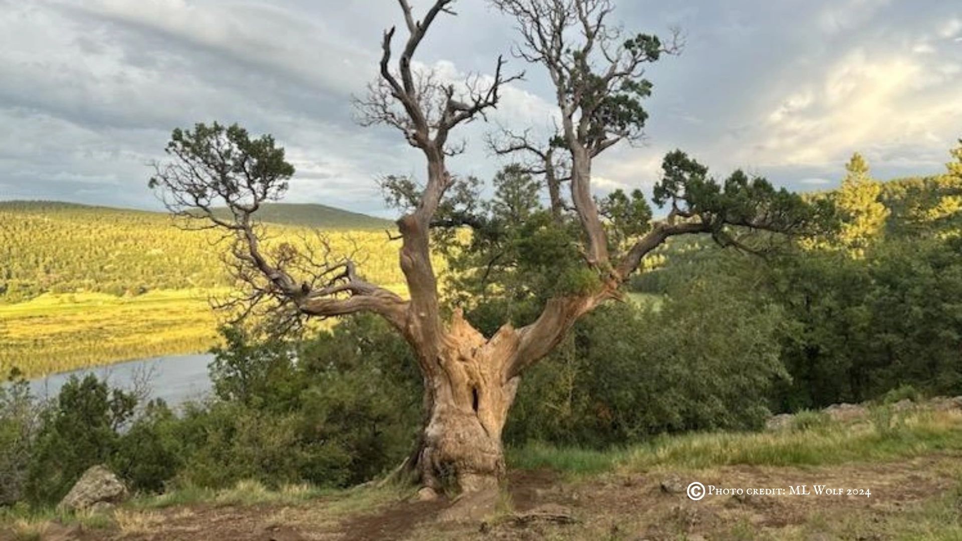 Elder Tree Service - Empowering Your Spiritual Journey