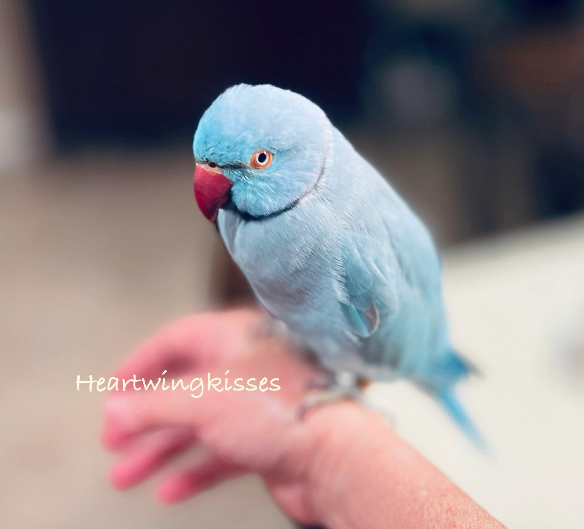 Lovingly Hand Raised Indian Ringnecks - Heartwingkisses