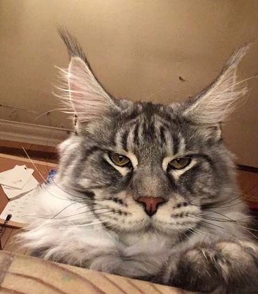 Bar O Maine Coons - Maine Coon, Oklahoma