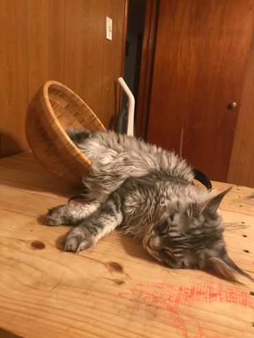 Bar O Maine Coons - Maine Coon, Oklahoma