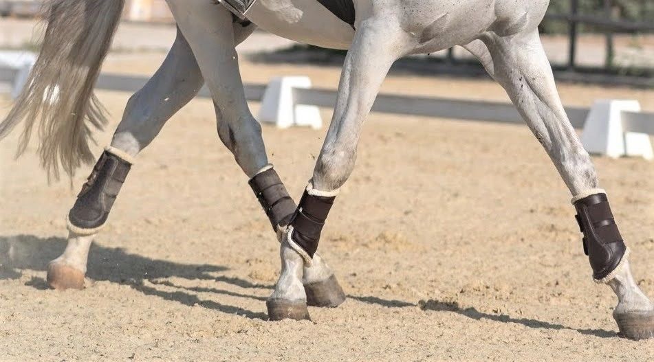 Classical Dressage - Classical Riding Reflection